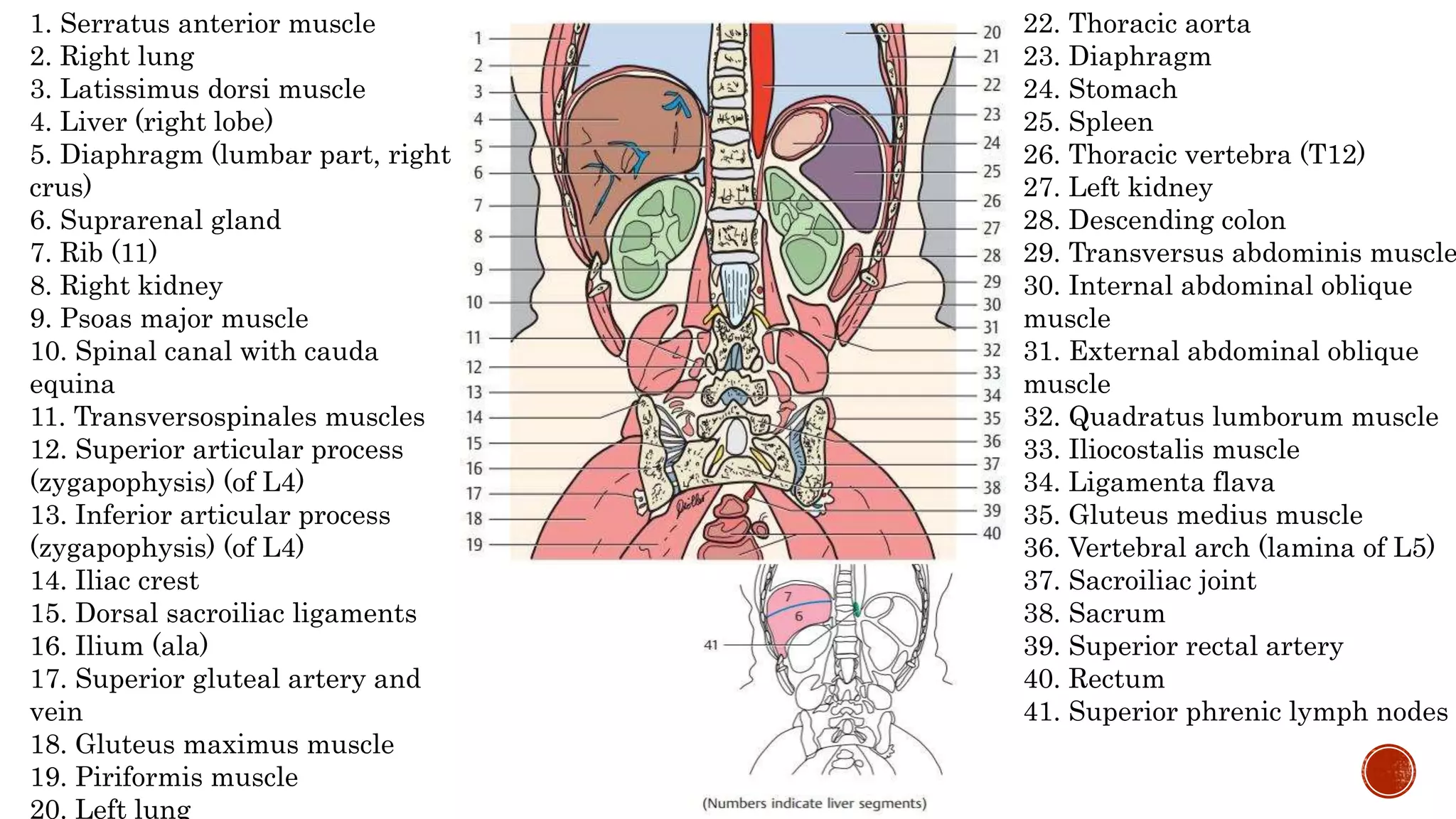 Pelvis cross section anatomy | PPTX
