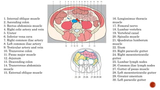Pelvis cross section anatomy | PPTX