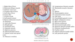 Pelvis cross section anatomy | PPTX