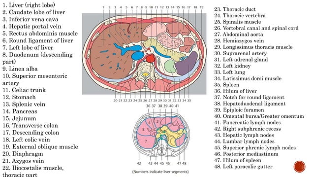 Pelvis cross section anatomy | PPT