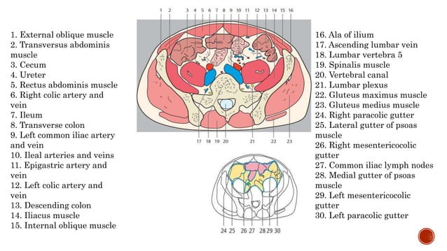 Pelvis cross section anatomy