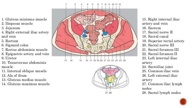 Pelvis cross section anatomy