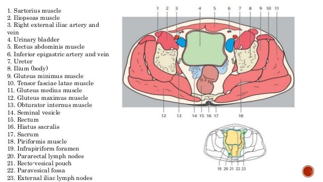 Pelvis cross section anatomy