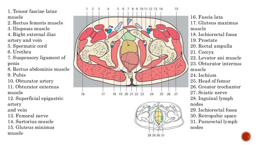 Pelvis cross section anatomy