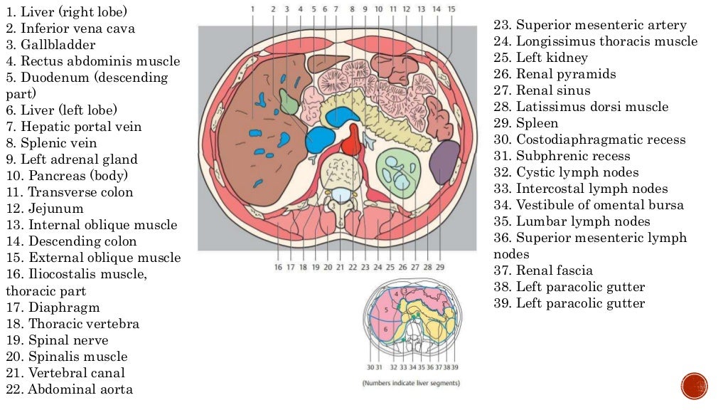 Pelvis cross section anatomy