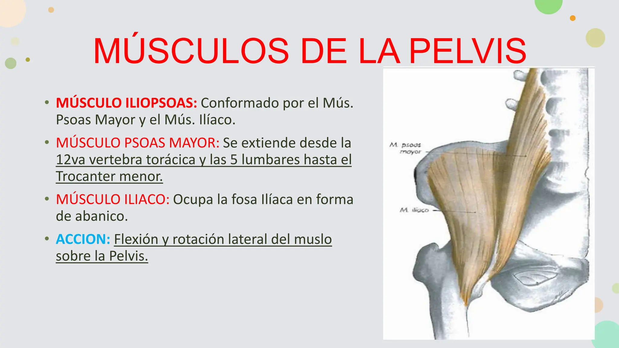 anatomia de la PELVIS EN GENERAL anatomia.pptx