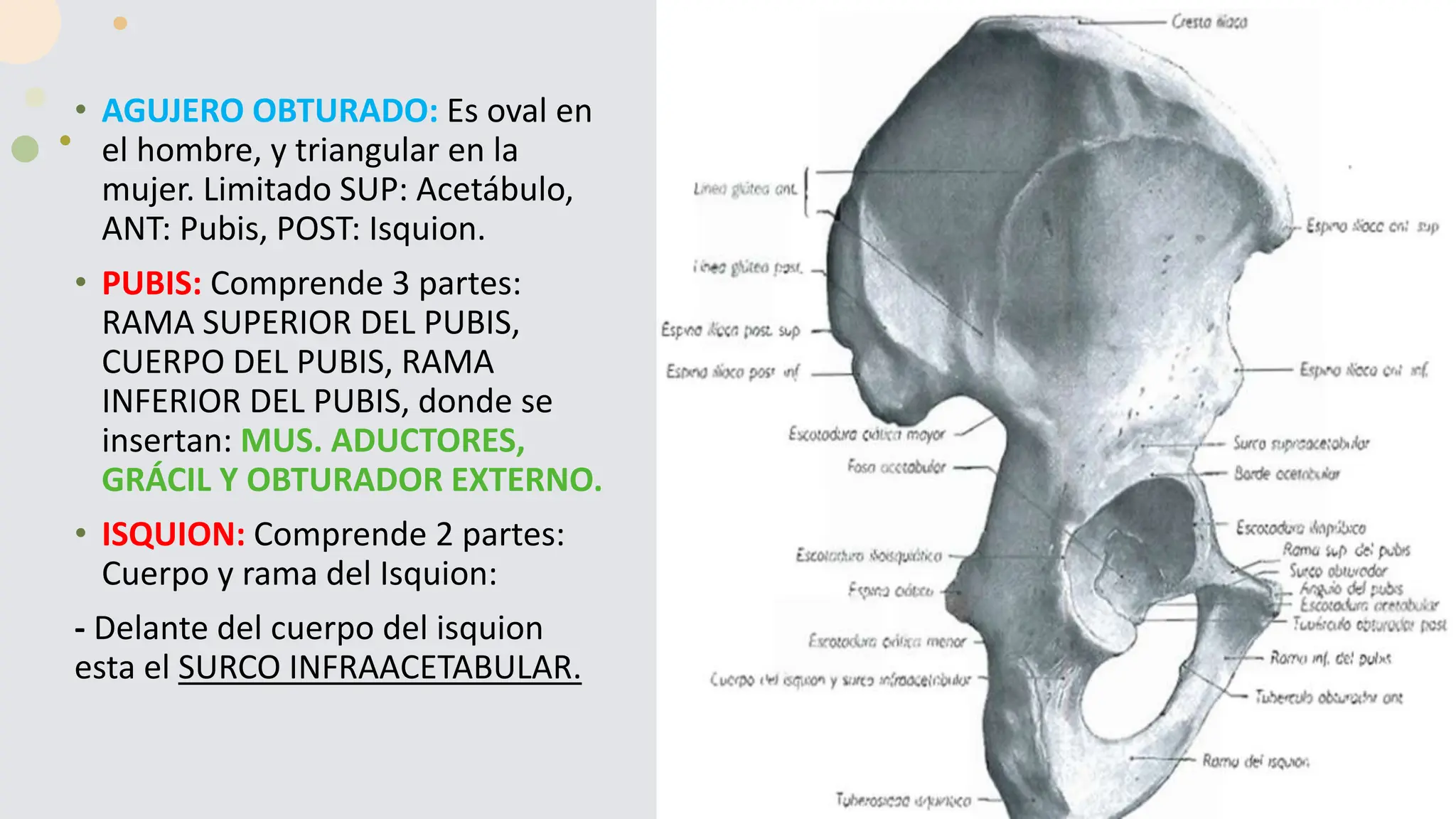 anatomia de la PELVIS EN GENERAL anatomia.pptx