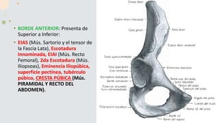 anatomia de la PELVIS EN GENERAL anatomia.pptx
