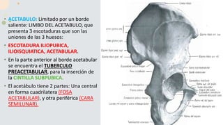 anatomia de la PELVIS EN GENERAL anatomia.pptx