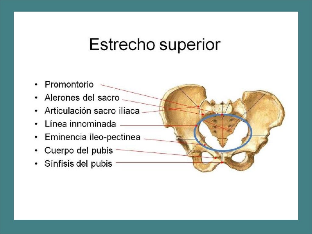 Pelvis femenina 1