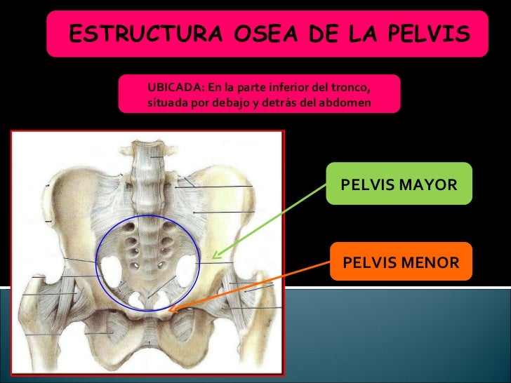 Pelvis femenina obe i