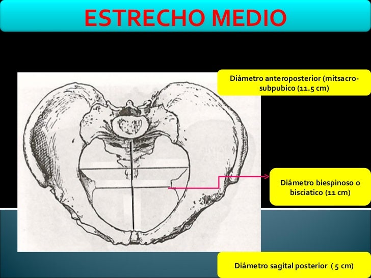 Pelvis femenina obe i