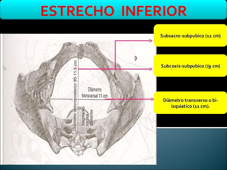Pelvis femenina obe i