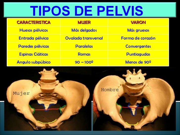 Pelvis femenina obe i