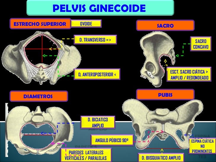 Pelvis femenina obe i