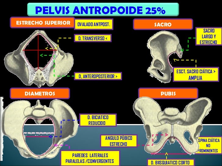Pelvis femenina obe i