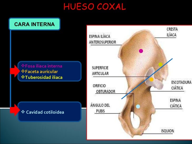 Pelvis femenina obe i