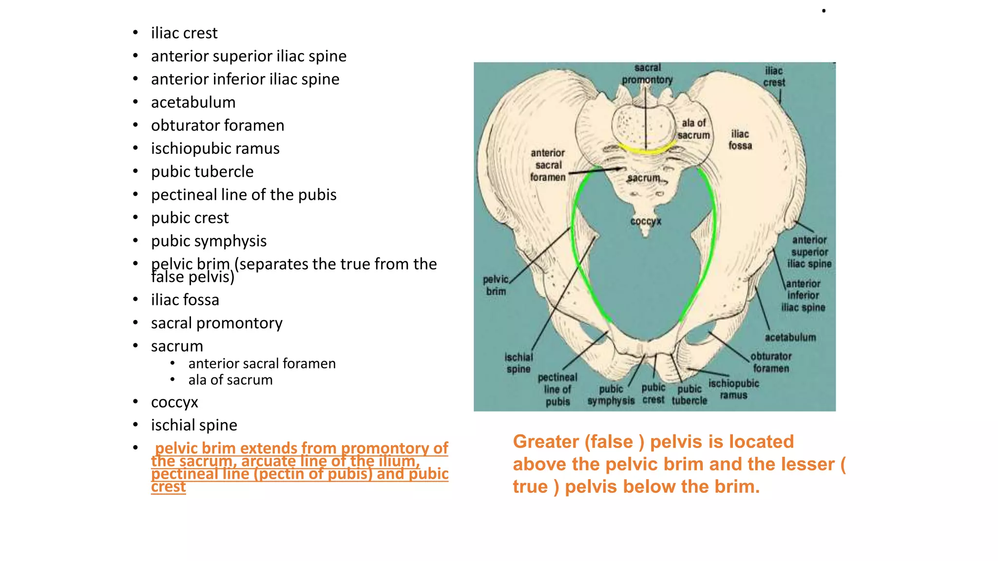 pelvis fractures corrected.pptx