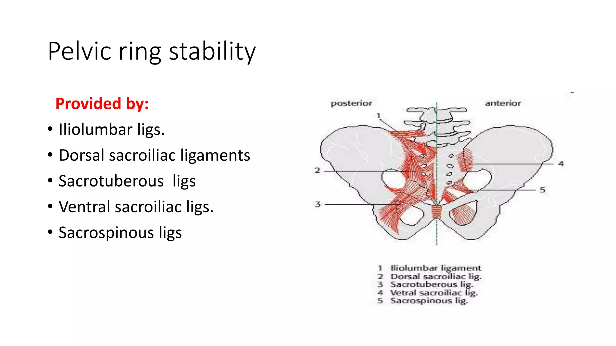 pelvis fractures corrected.pptx