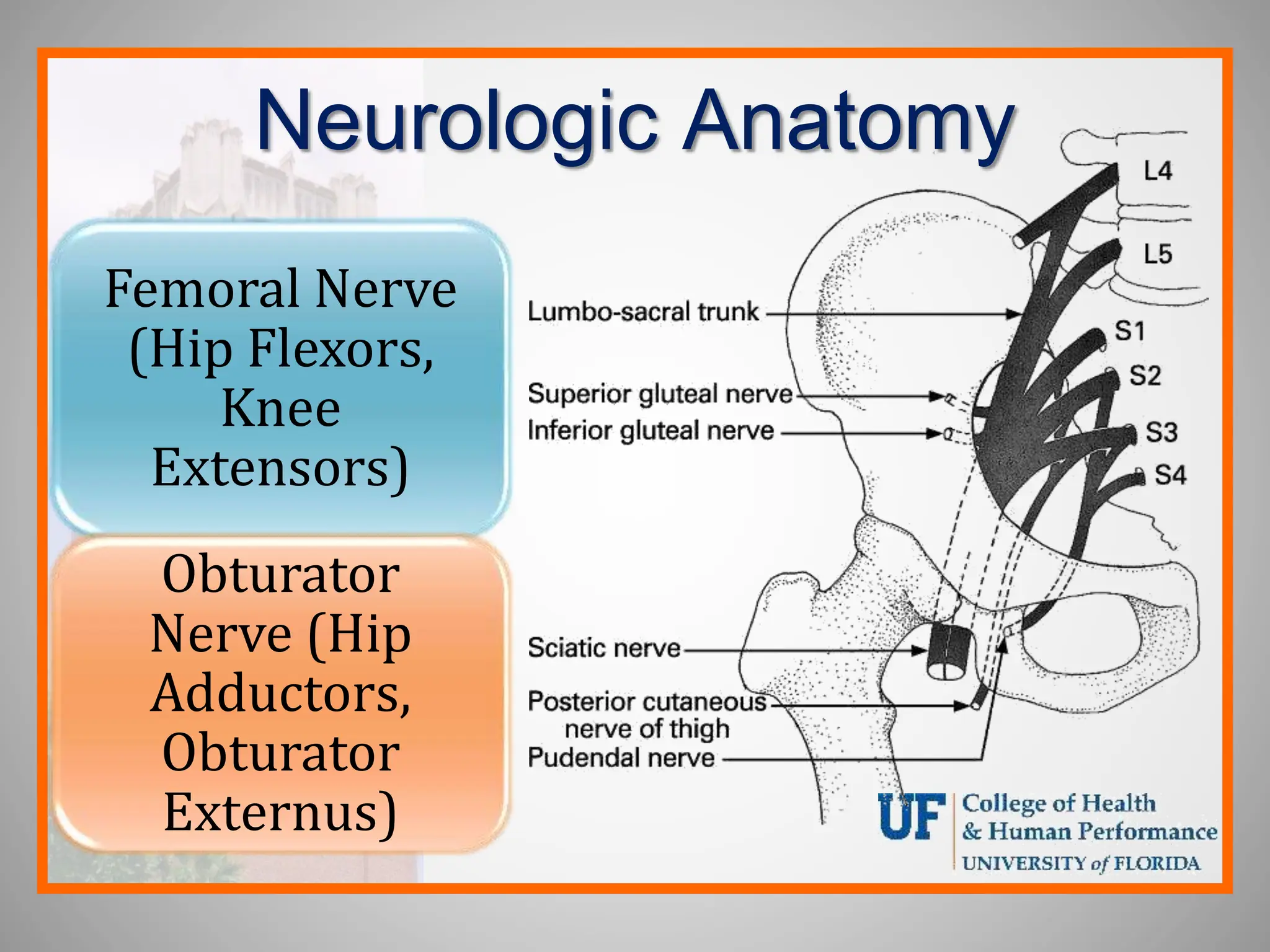 Pelvis, Hip and Thigh Pathologies.pptx
