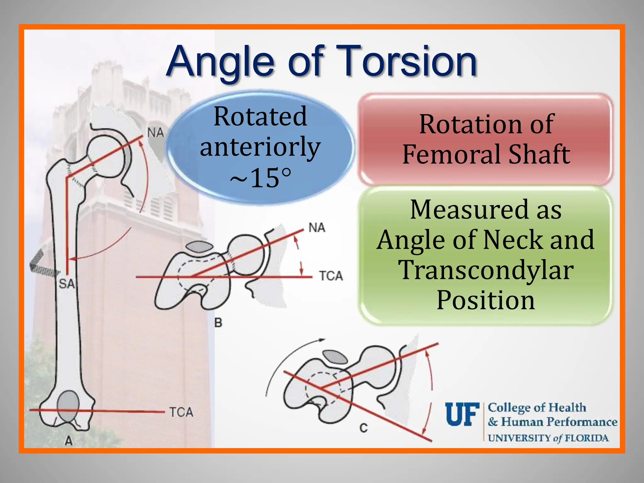 Pelvis, Hip and Thigh Pathologies.pptx