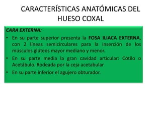 Pelvis hueso coxal | PDF