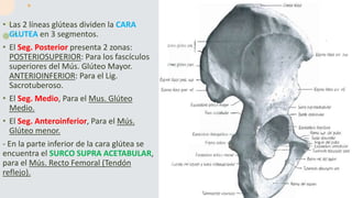 PELVIS HUESOS Y MUSCULOS ANATOMIA MMII.pptx