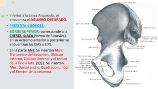 PELVIS HUESOS Y MUSCULOS ANATOMIA MMII.pptx