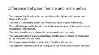 Comprehensive Anatomy and Function of the Pelvis: Male vs Female ...