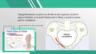 Diapositivas sobre la Pelvis completa... | PPTX