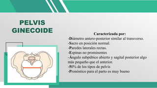 Diapositivas sobre la Pelvis completa... | PPTX