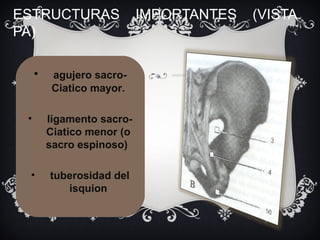 Pelvis maternas division | PPT