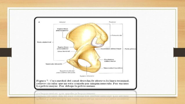 Pelvis mayor y pelvis menor