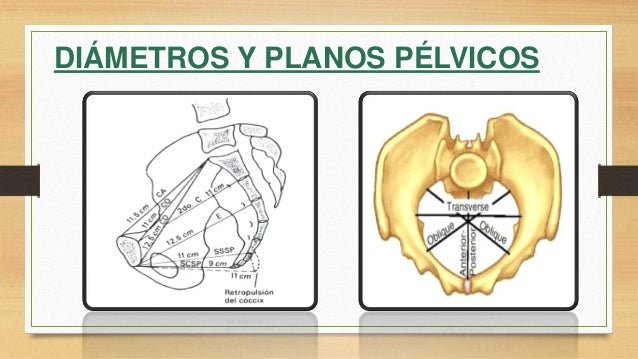 Pelvis mayor y pelvis menor