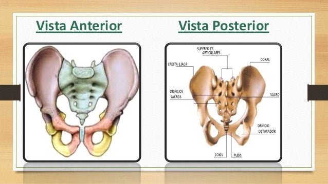 Pelvis mayor y pelvis menor
