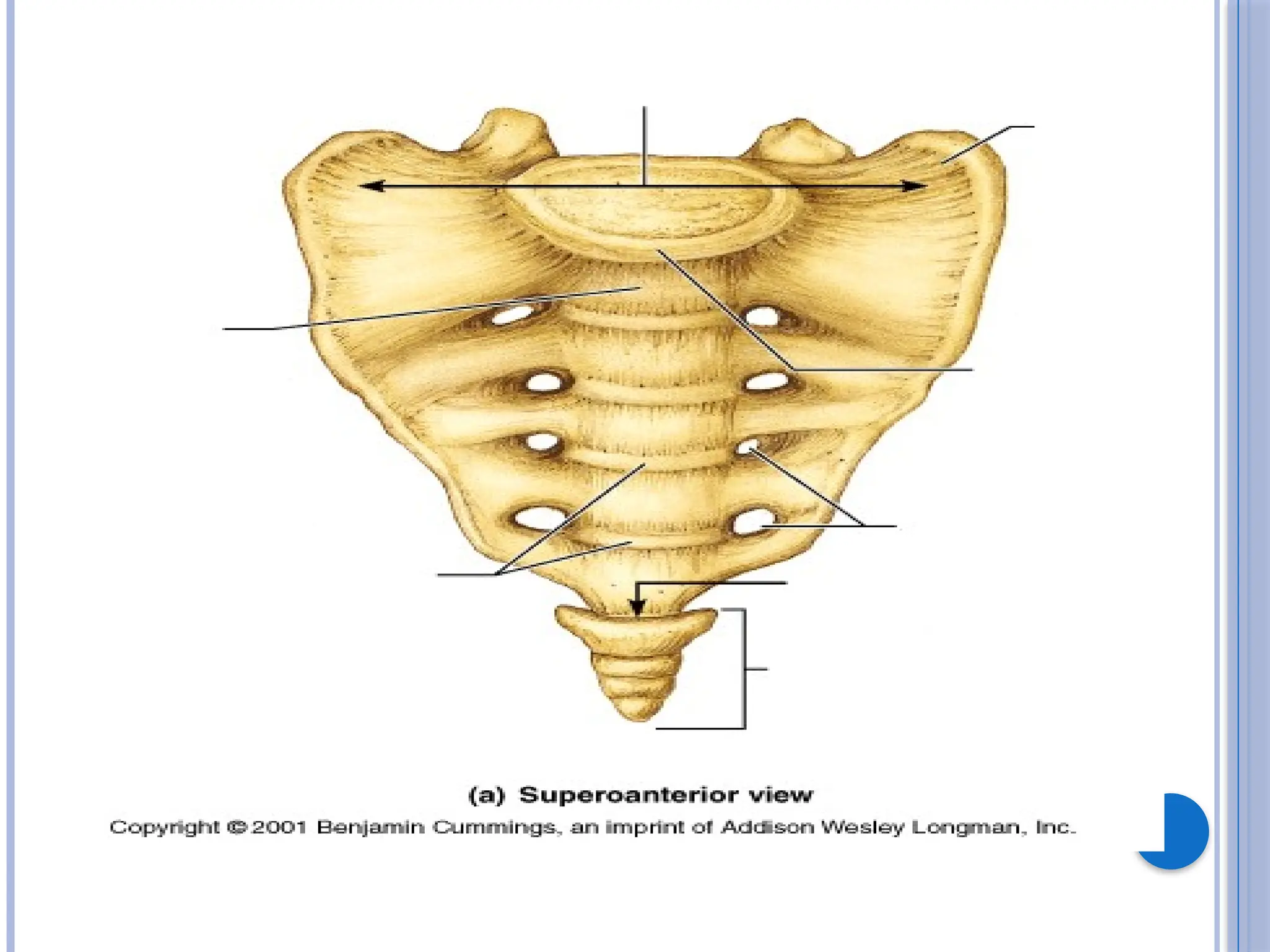 pelvis nd sacrum ppt.pptx and its process | PPTX