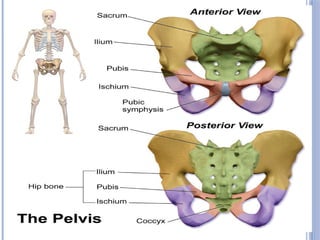 pelvis nd sacrum ppt.pptx and its process | PPTX
