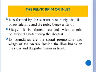 pelvis nd sacrum ppt for theory classes and practical purpose | PPTX