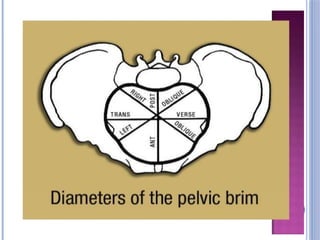 pelvis nd sacrum ppt for theory classes and practical purpose | PPTX