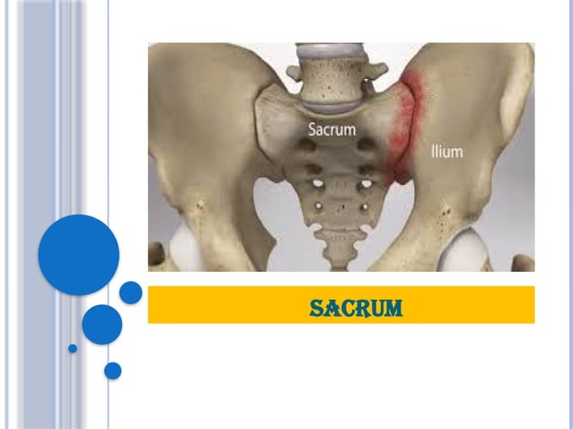 pelvis nd sacrum ppt for theory classes and practical purpose | PPT