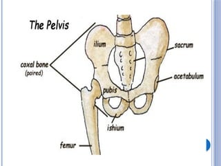 pelvis nd sacrum ppt for theory classes and practical purpose | PPTX