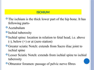 pelvis nd sacrum ppt for theory classes and practical purpose | PPTX