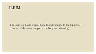 Anatomy of human pelvis in relation with obg | PPTX