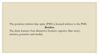 Anatomy of human pelvis in relation with obg | PPTX