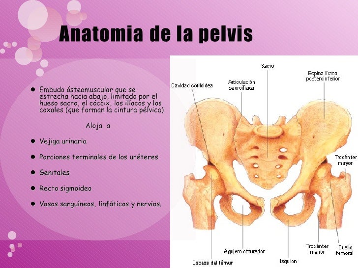 Pelvis Normal Y Fisiologia De Parto Normal