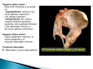 Pelvis, ANATOMIA HUMANA Y DISECCIONES | PPTX