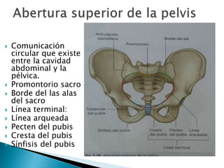Pelvis, ANATOMIA HUMANA Y DISECCIONES | PPTX