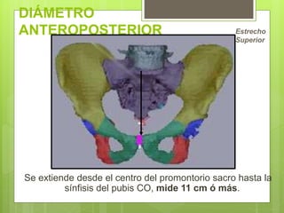 Pelvis osea. | PPTX