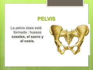 Pelvis osea. | PPTX
