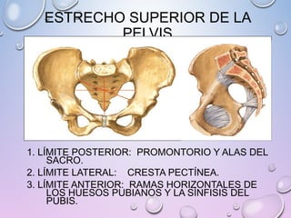 Verdaderos Límites De La Pelvis